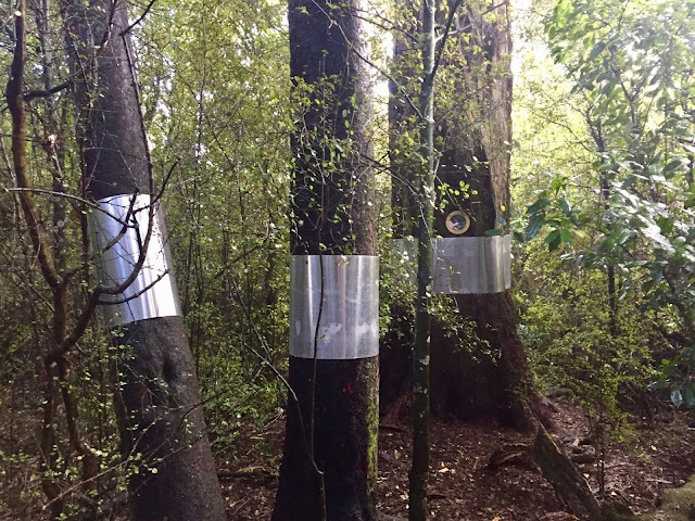 THE ROAD TAKEN : Talbot Forest Bat Roost Trees