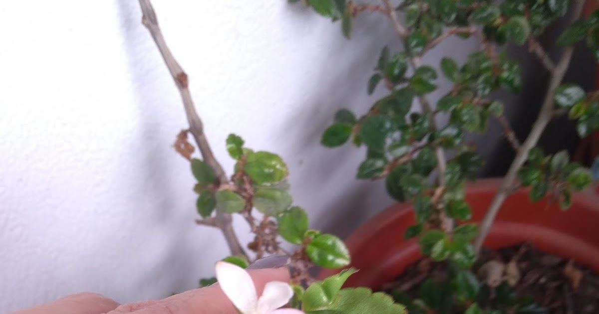 Carmona Retusa - Fukien Tea Tree