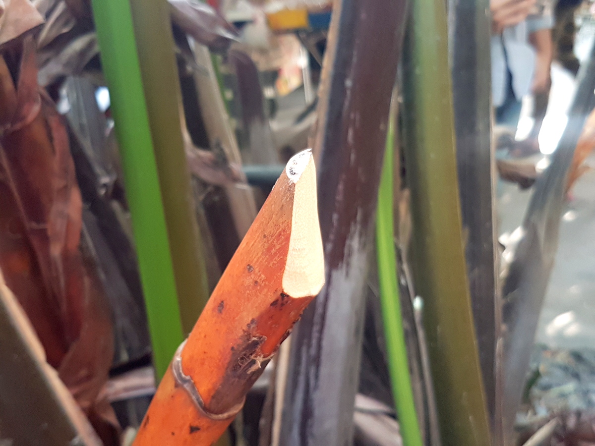 Travelholic: Perlis | Kipli Nipa Palm Farm