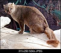 Leyendas y chistes mexicanos: La Onza Real