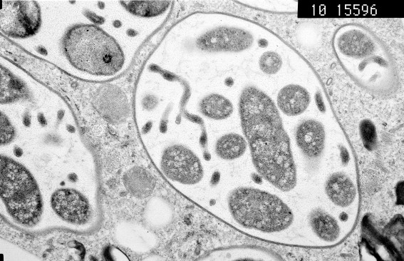 Briciole di Biologia --- Crumbs of Biology di Giovanna Rosati ...