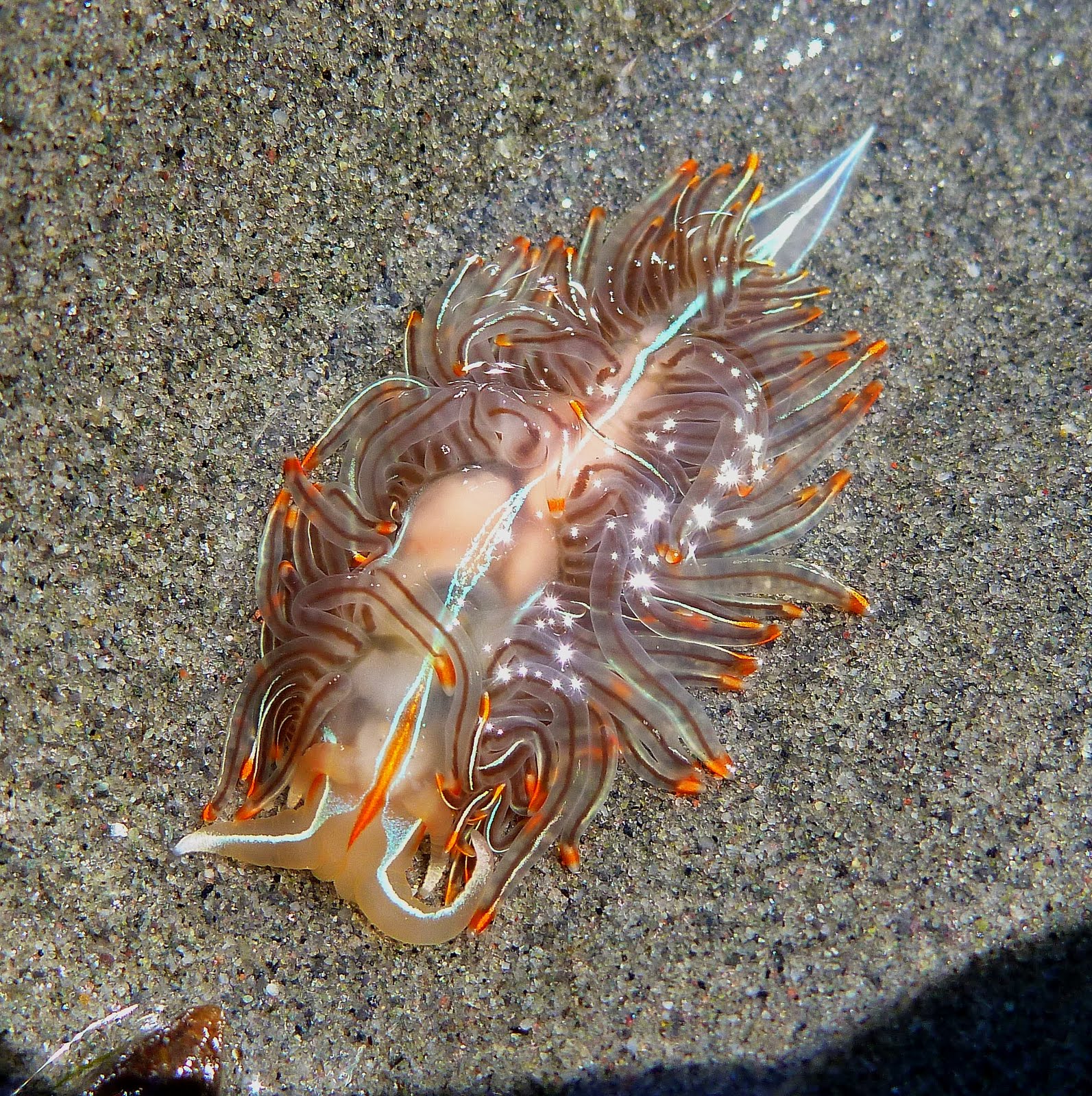 Buzz's Marine Life of Puget Sound: Sand Collar Season....or More Tiny ...