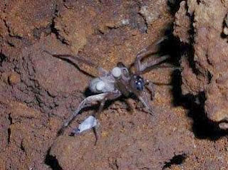 Species Kauaʻi cave wolf spider | Animals In The World