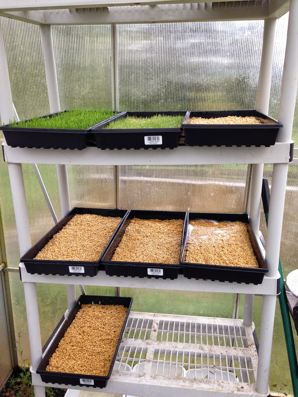 Boots n' Roots Farm: Feeding fodder for chickens and poultry