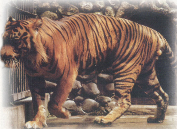 Tigres - Grandes Felinos Selvagens: Tigre de java