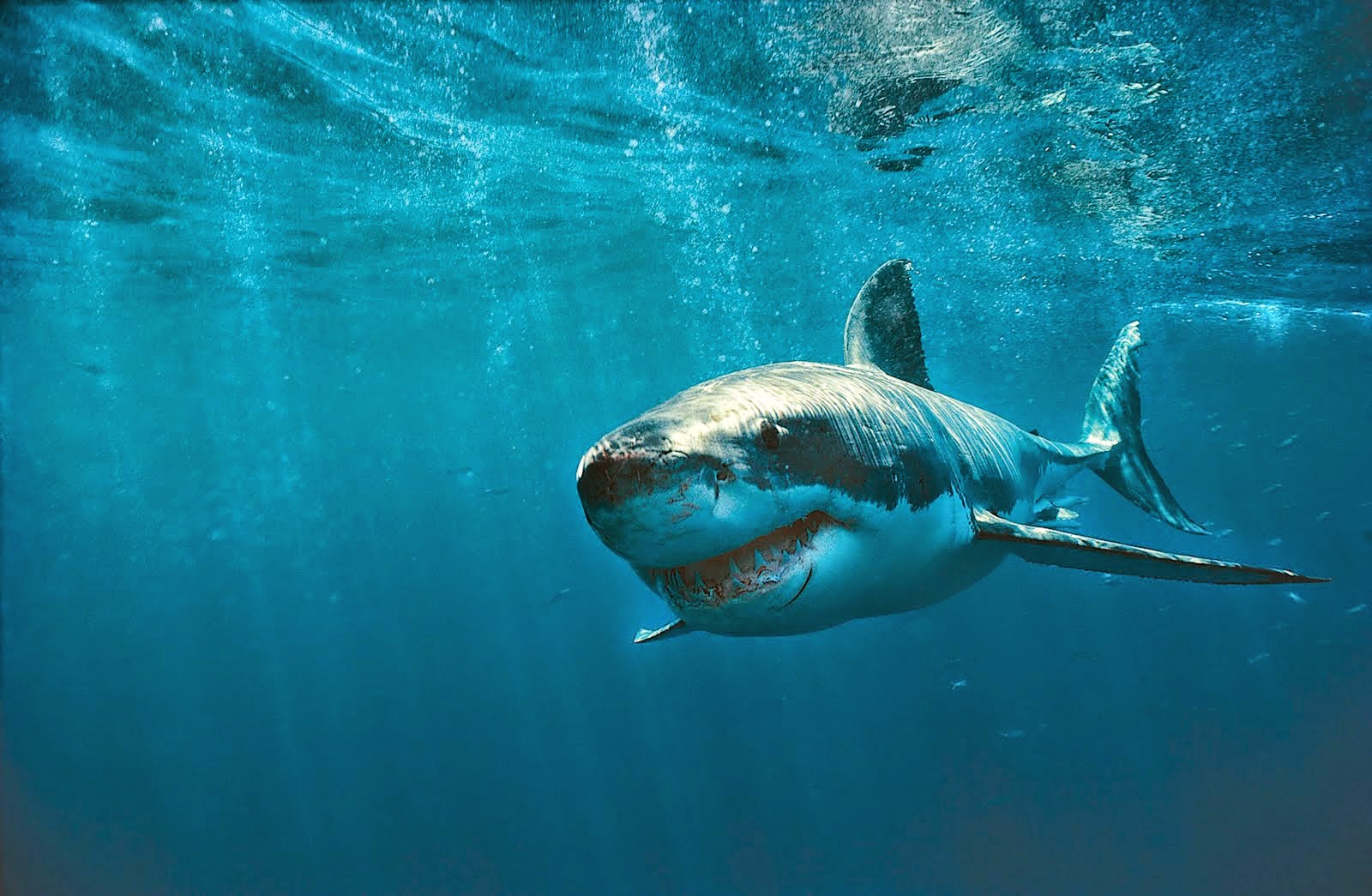 Shark - HD Wallpapers | Earth Blog