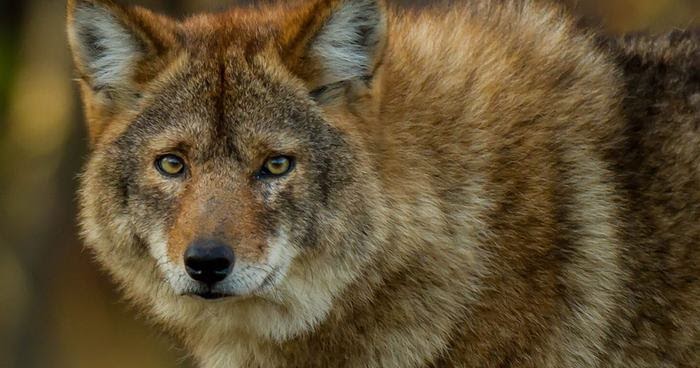 animales Hìbridos: Coywolf