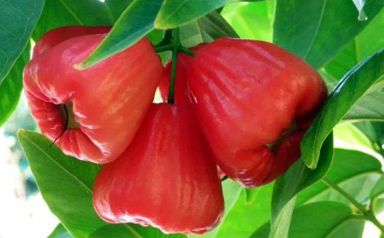 How to Grow Wax Apple A-Z