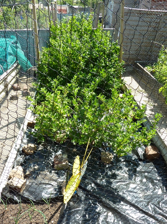 The Alloment Chronicle