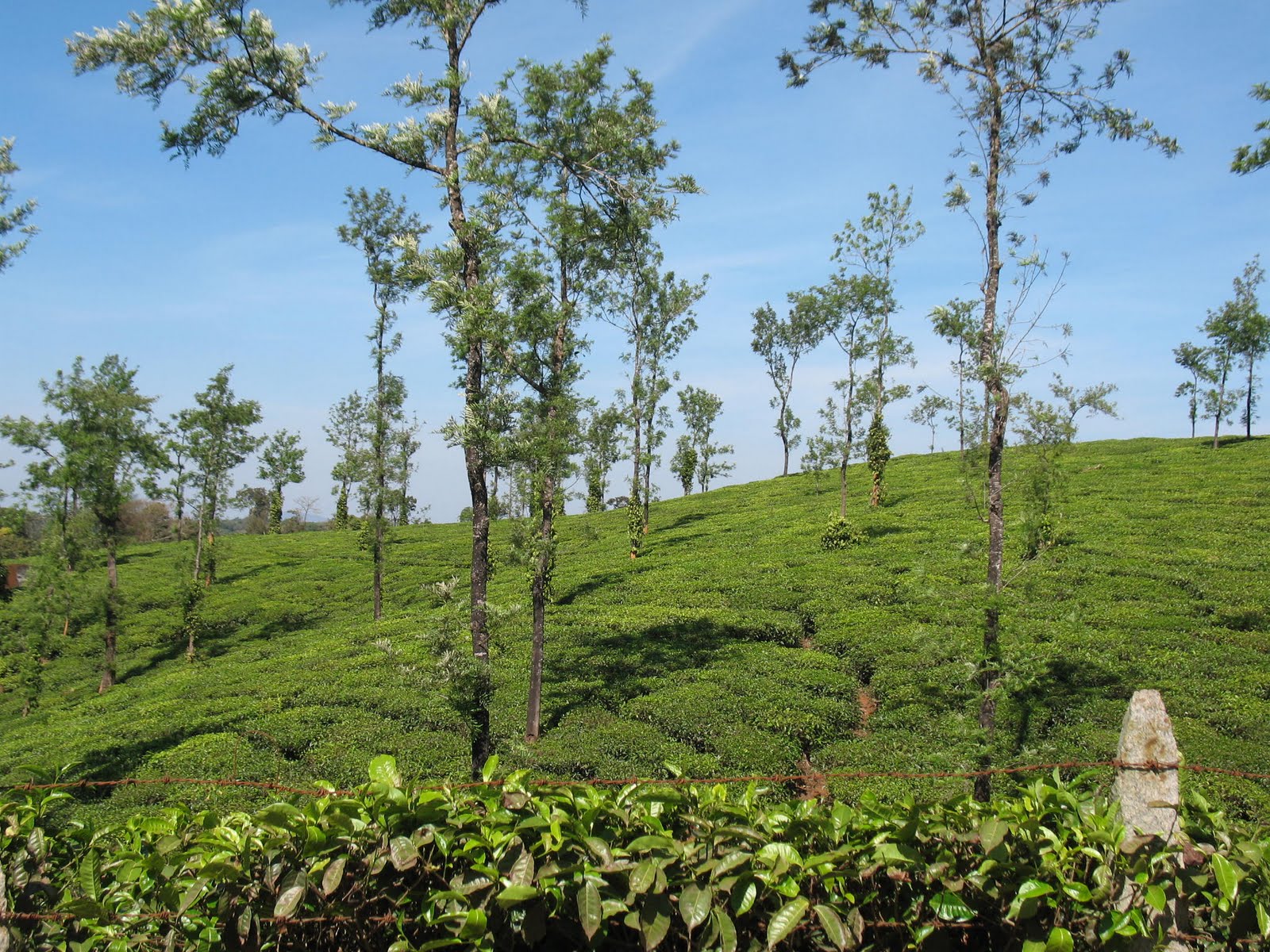 GOA et cetera....: Coorg Tea Estate