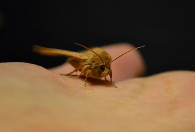 Woods Walks and Wildlife: First Moths of the Year!