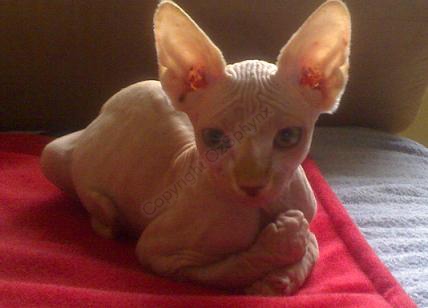 All Animals: Sphynx Cats