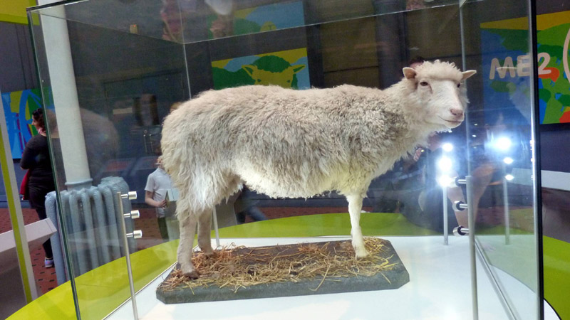 Горчивата слава на овцата Доли - История, наука, факти и събития