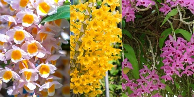 Dendrobium aphyllum from South India | Leafless Dendrobium