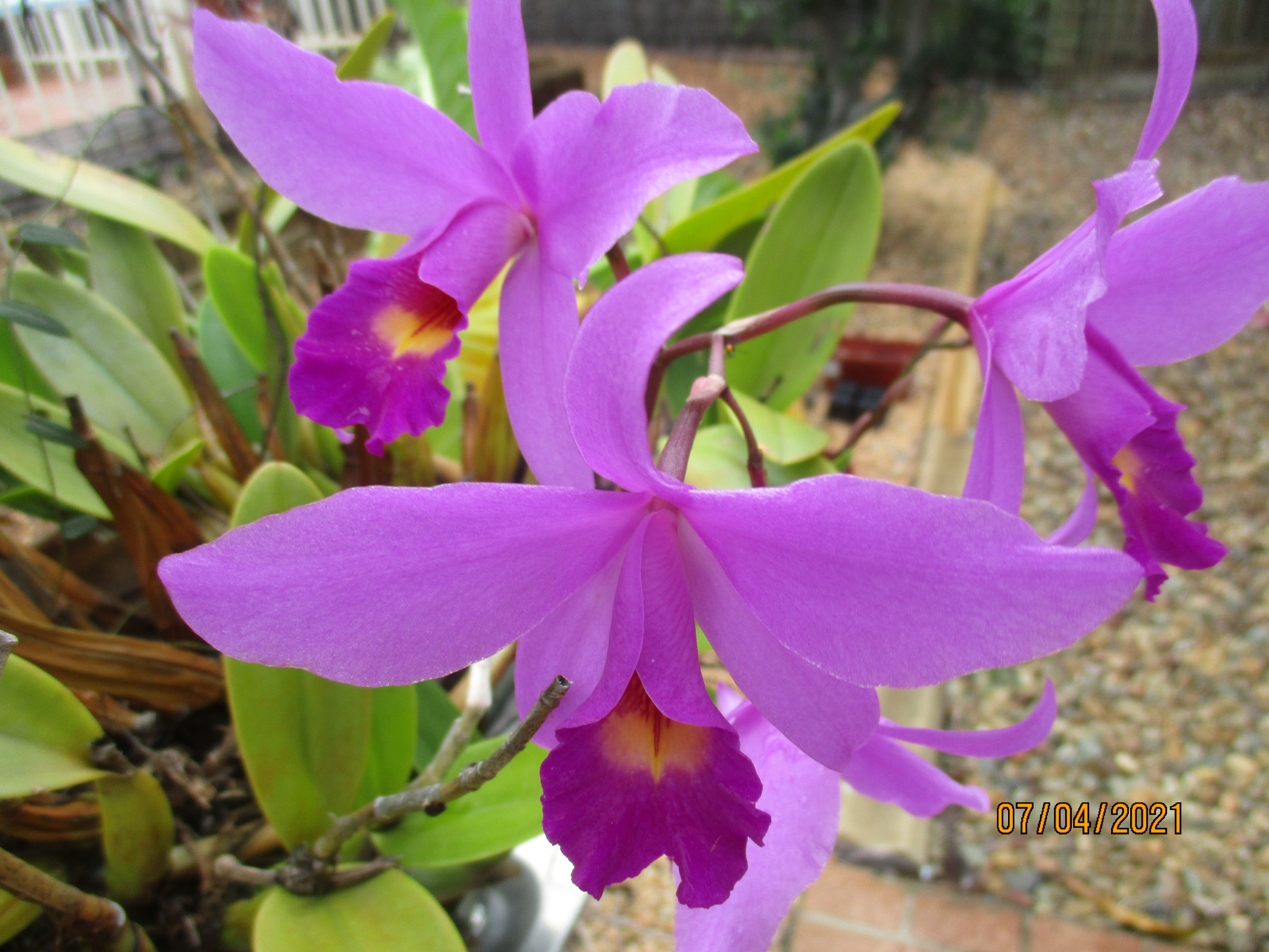 Diary of an Australian Genealogist: FHDU 2021 megafest, new resources ...