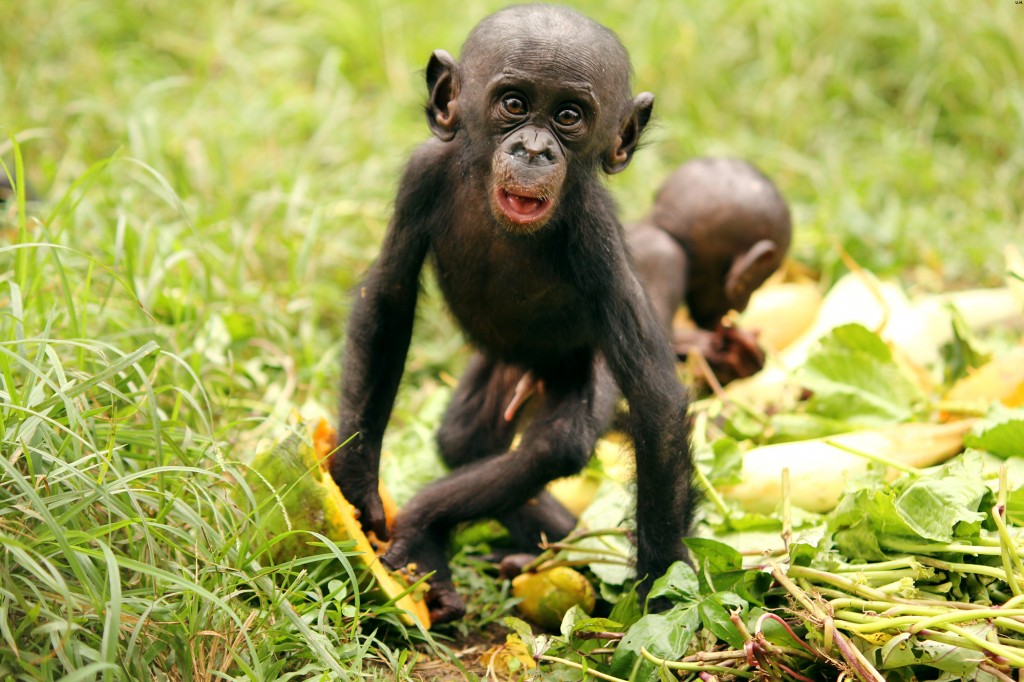 Lanny-yap: Monkey Monday | Bonobos Share With Strangers