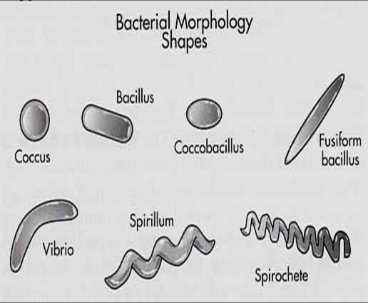 Bacterial Colony Morphology Chart