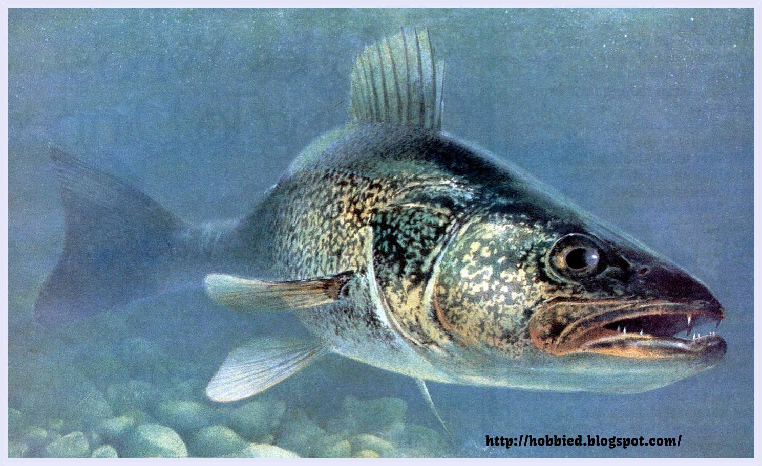 Places where you can find walleye and how to catch | All about hobbies