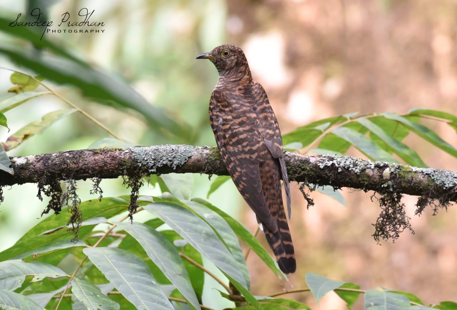 SHARING OPINION: BIRDS OF ARITAR & SIKKIM