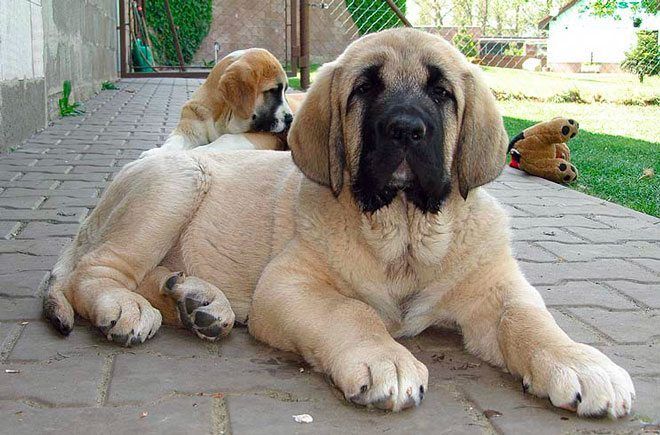 MorsoRosso: Allevatori Mastino Spagnolo