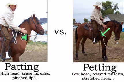 The Wandering Equestrian : Petting versus patting