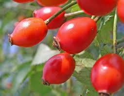 Plante medicinale utile: Macesul – planta minune