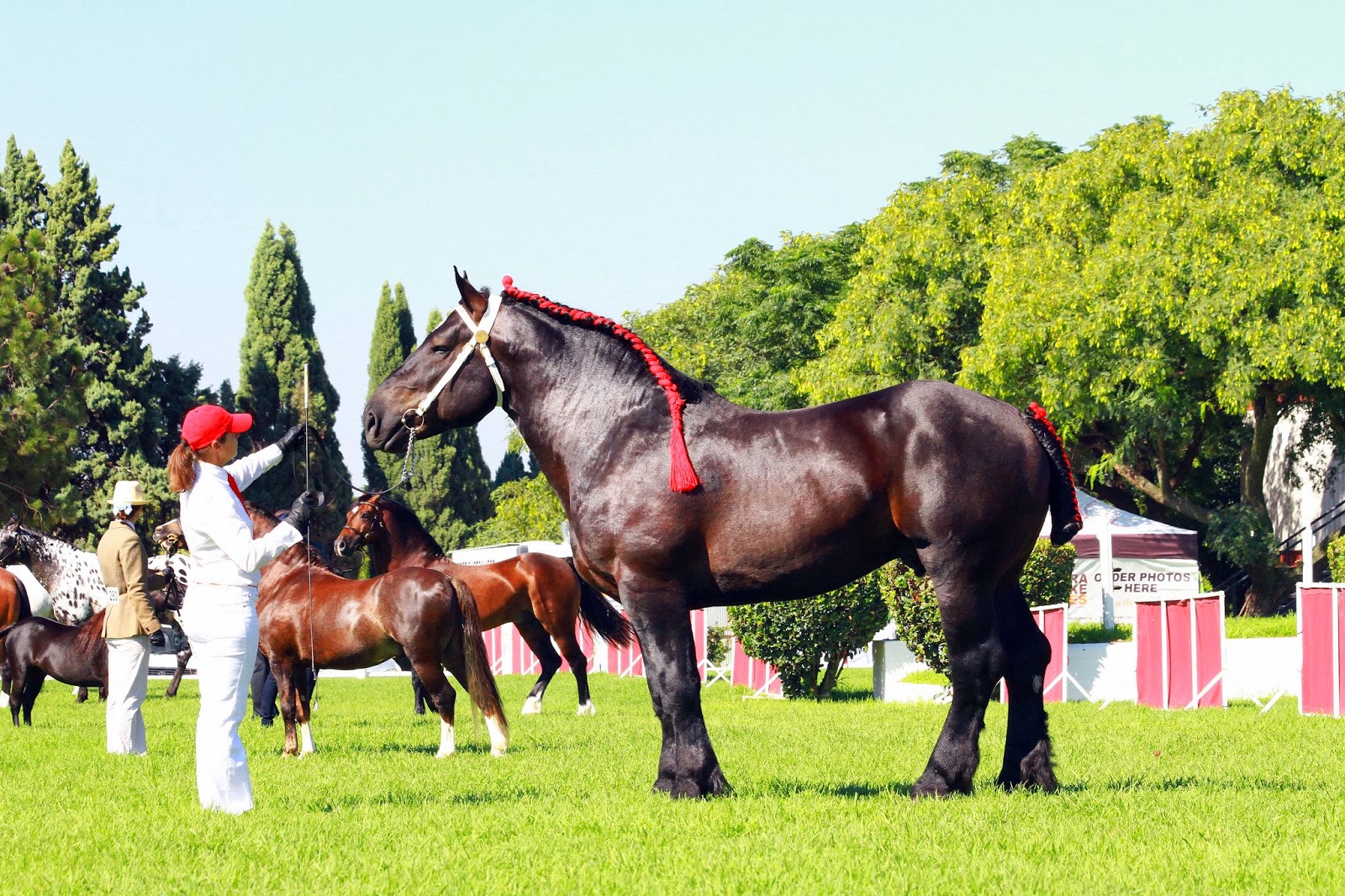 Summerwind Percheron: National Supreme Champion Percheron SA Stallion ...