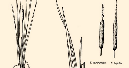 The Herb Hound: CATTAILS