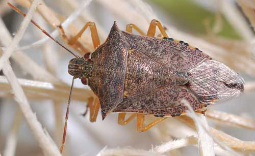 Springfield Plateau: Predatory Stink Bug Eggs