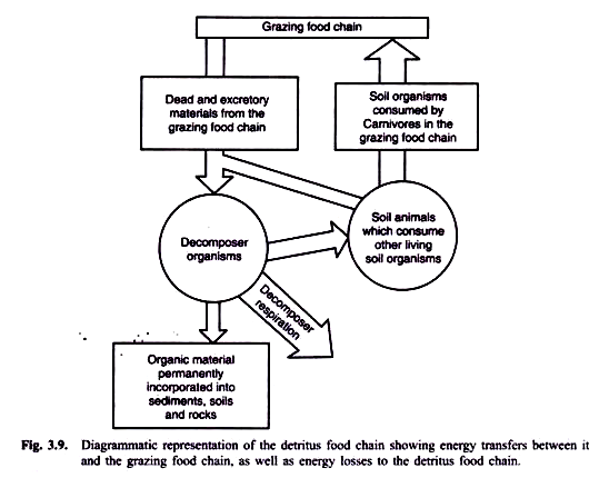 Energy Flow in Ecosystem. - तरुमहिमन्