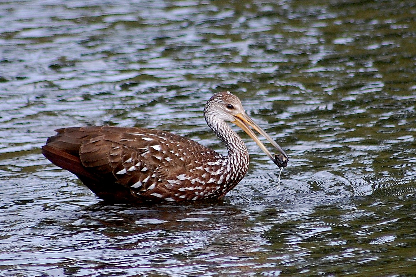 Field Notes and Photos: Limpkin, a Tropical Wading Bird in the U.S..