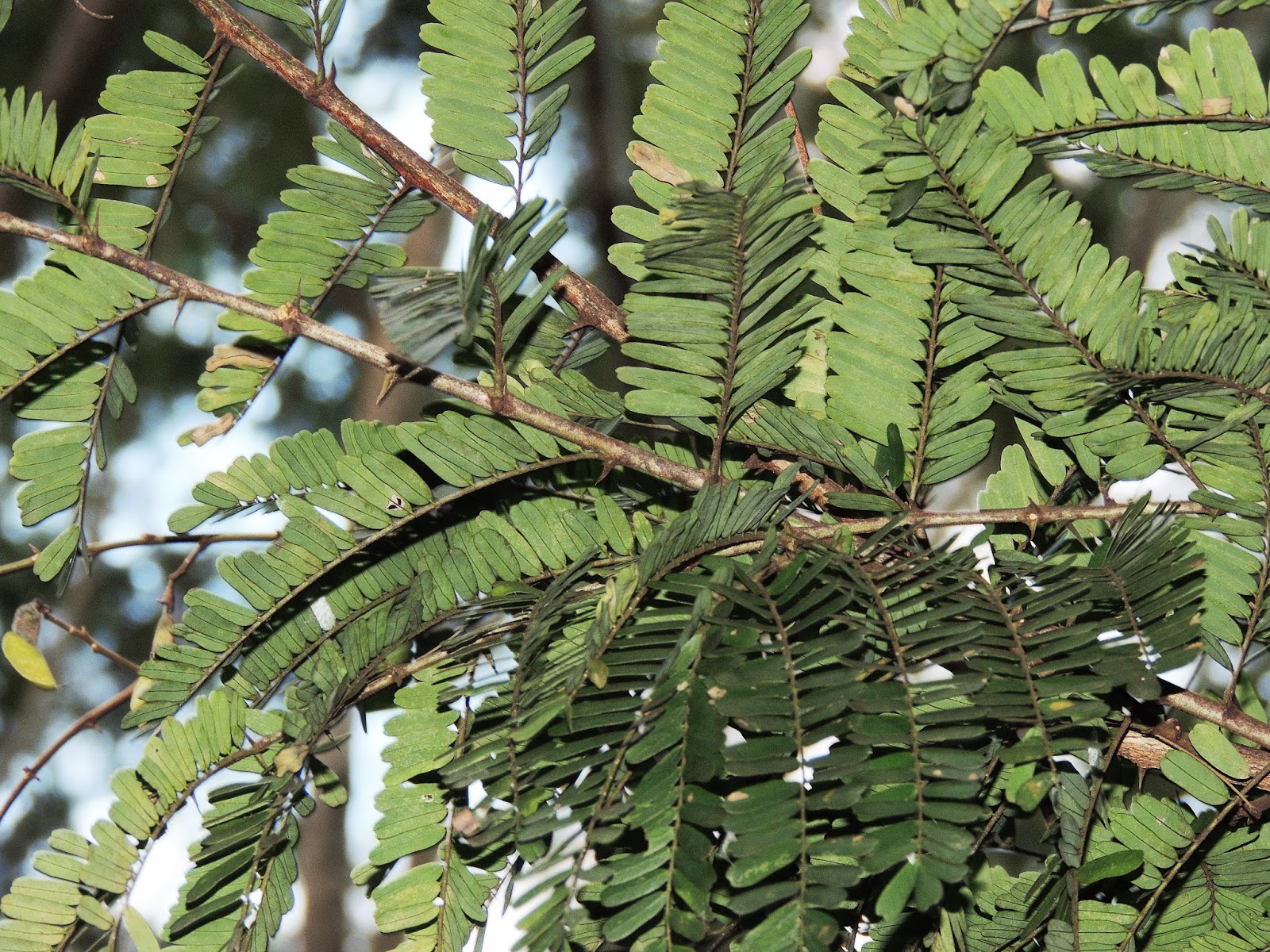 Fabaceae - Leguminosae no Brasil: Fabaceae - Machaerium hirtum (Vell ...