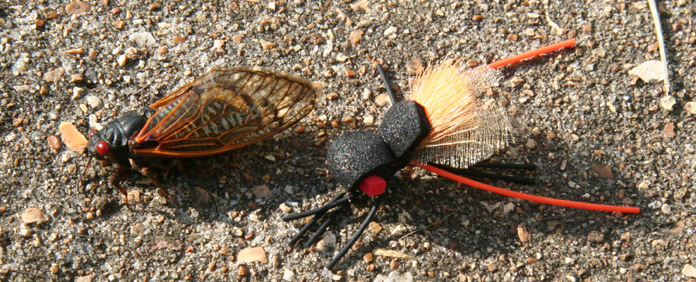 Rainwater's Creekside Ramblings: Cicada Success!