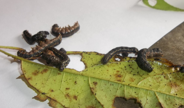 Patogen sebagai Musuh Alami Hama | detiktani.com