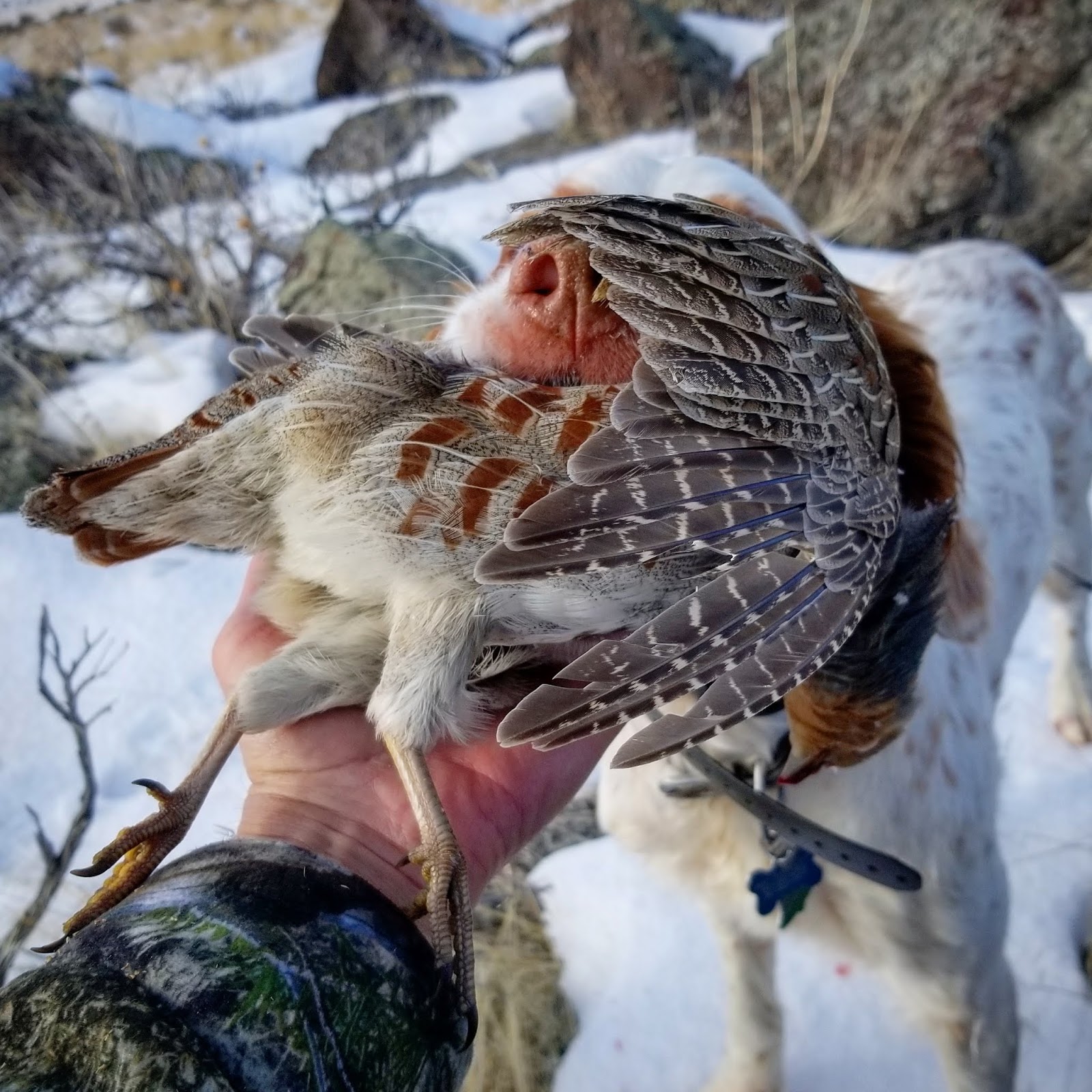 SETTER TALES AND MALLARD CURLS: 2019