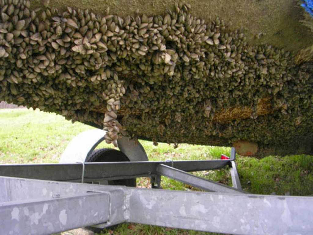 The Invasive Asian Clam: History in USA