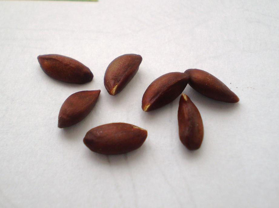 Green Jean: January 2012