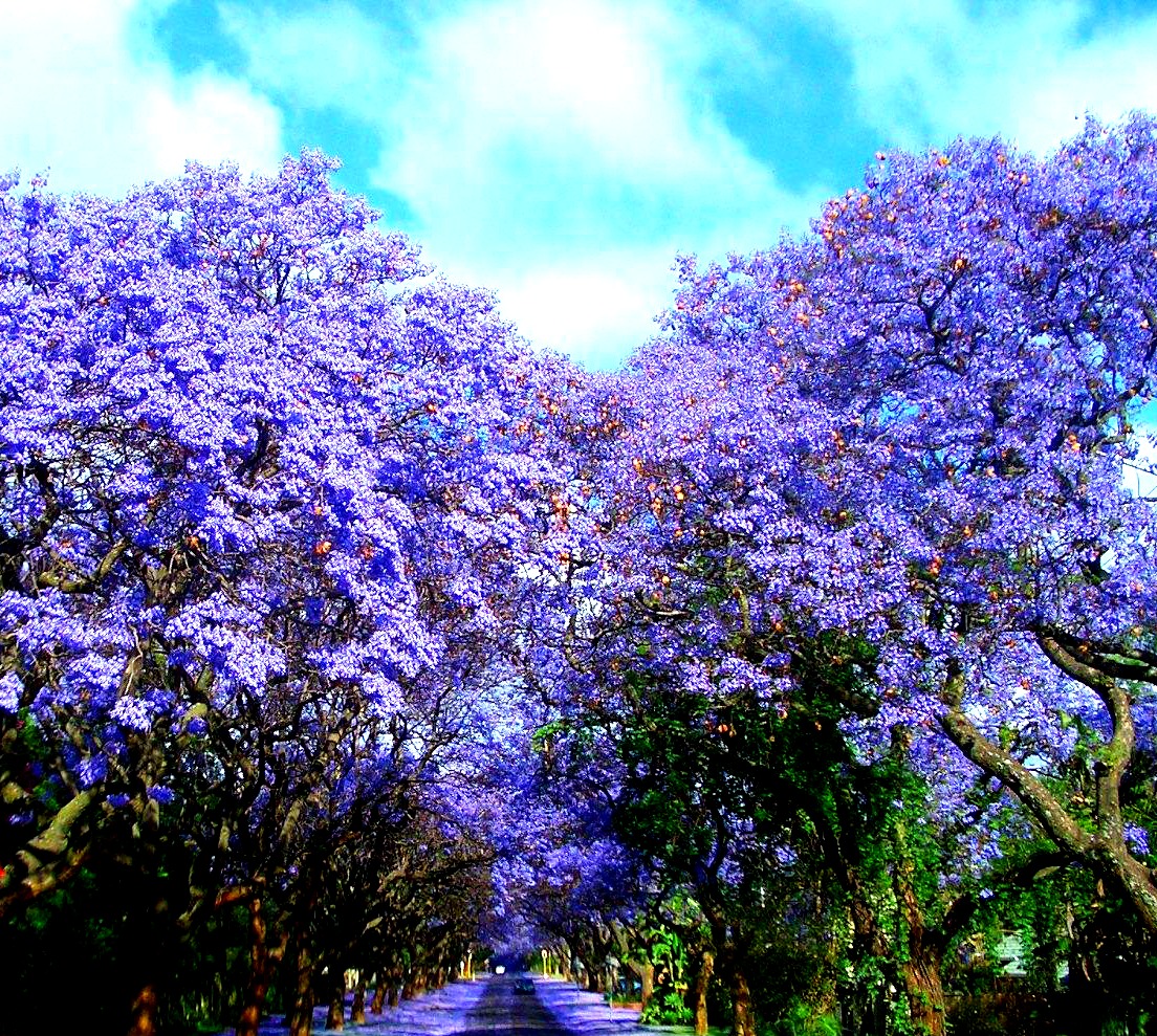 Brazen Princess: jacaranda