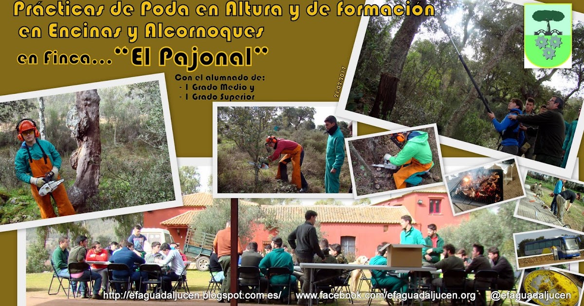EFA Guadaljucén: Prácticas de Poda en Altura y de Formación en Encinas ...