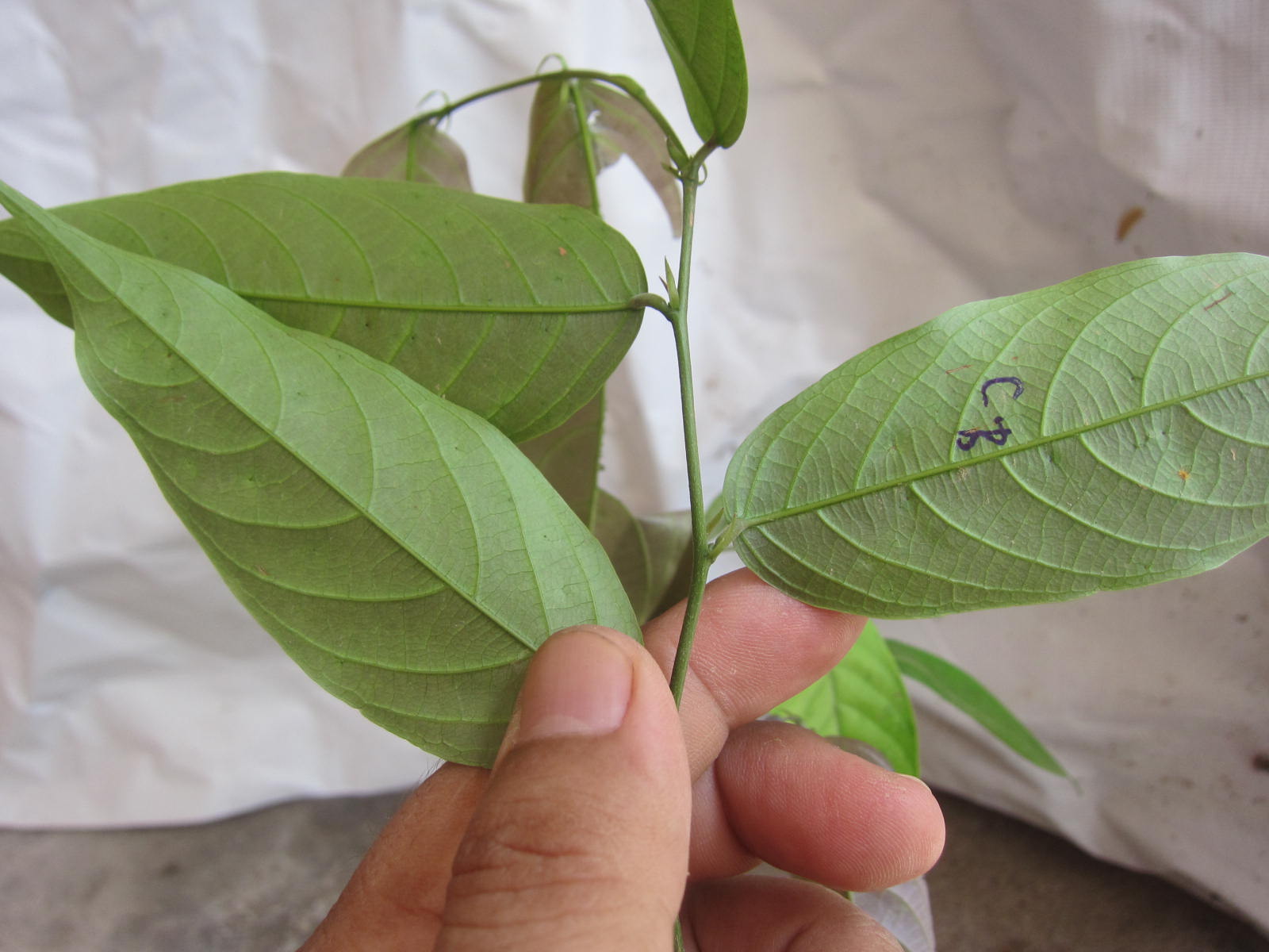 Dari Hutan ke Bandar...: KENALI SPESIS BENIH POKOK BUKAN MERANTI