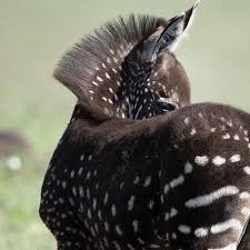 Atravs | A Traveler Redefined...: Rare sighting of a melanistic Zebra ...