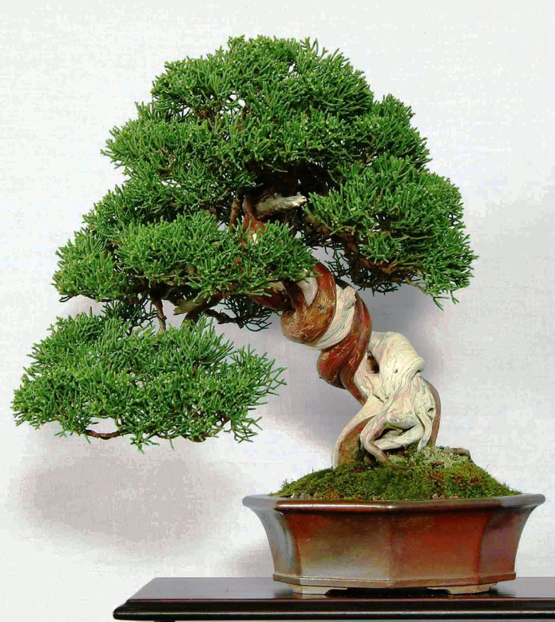 29 Jenis Tanaman yang Sering Dijadikan Penghias Taman - HONAY LANDSCAPE