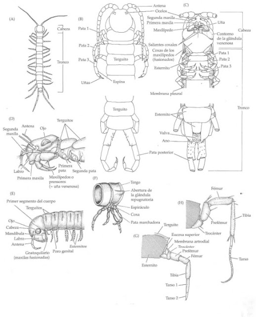 Clase Quilópodos : Características