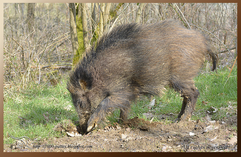 WILDLIFE GATEWAY: Wild boars: their diet