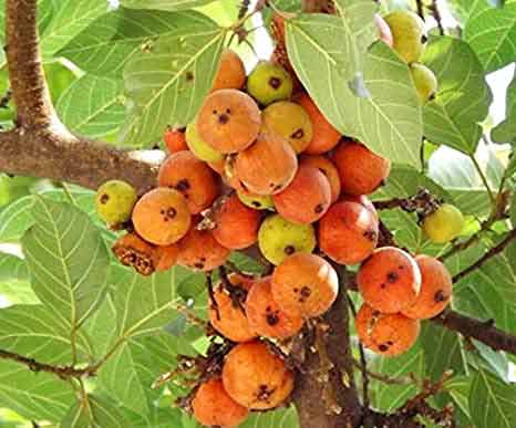 Why Gular Or Udumbara Tree Is Sacred In Hinduism? | Hindu Blog