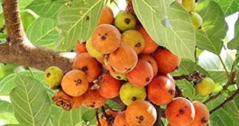 Why Gular Or Udumbara Tree Is Sacred In Hinduism? | Hindu Blog