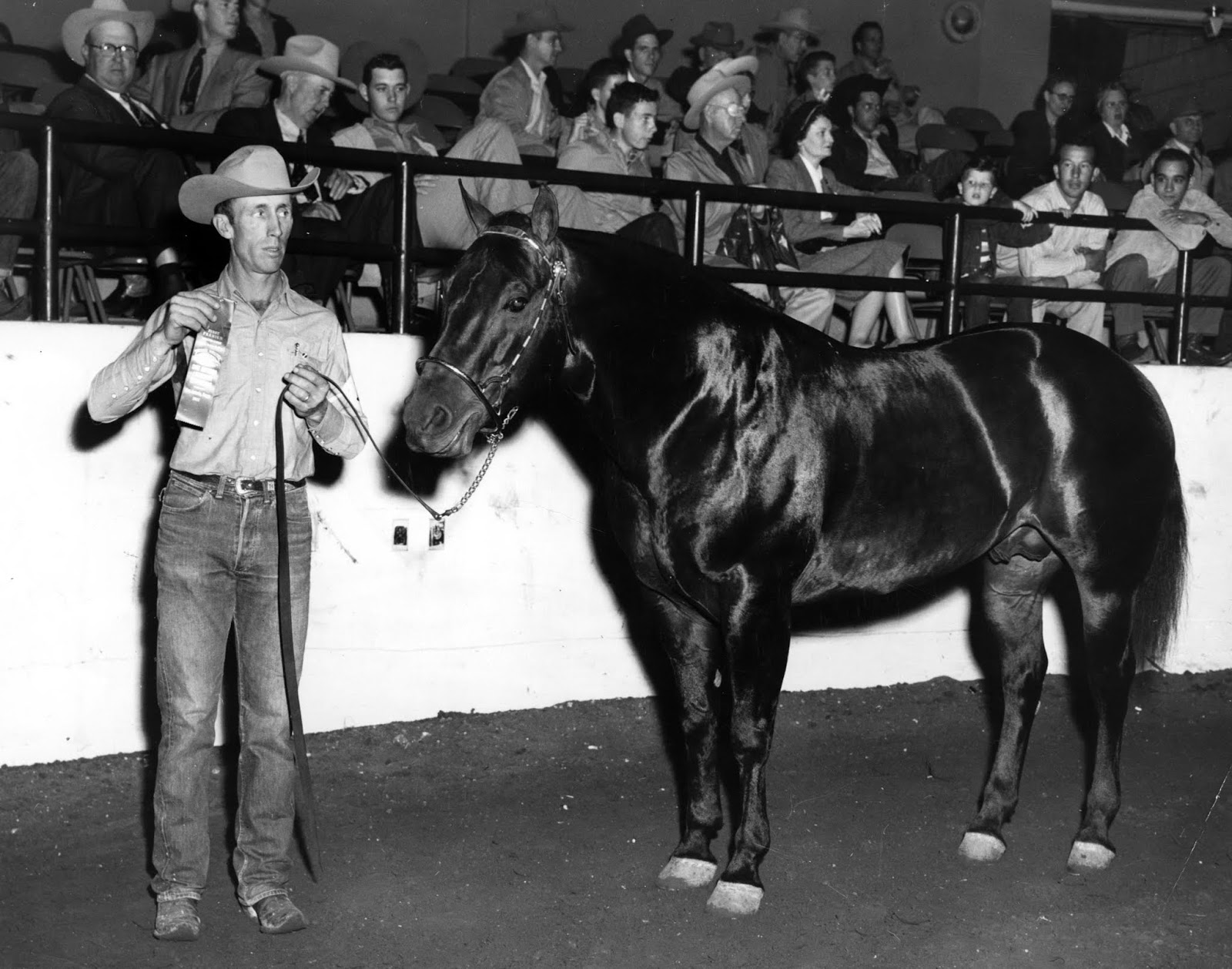 Donne nel Reining : Poco Bueno, storia di un capostipite