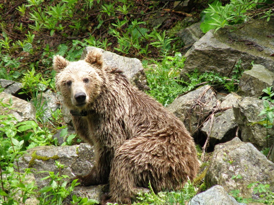 Brown Bear Studies in Turkey: December 2016