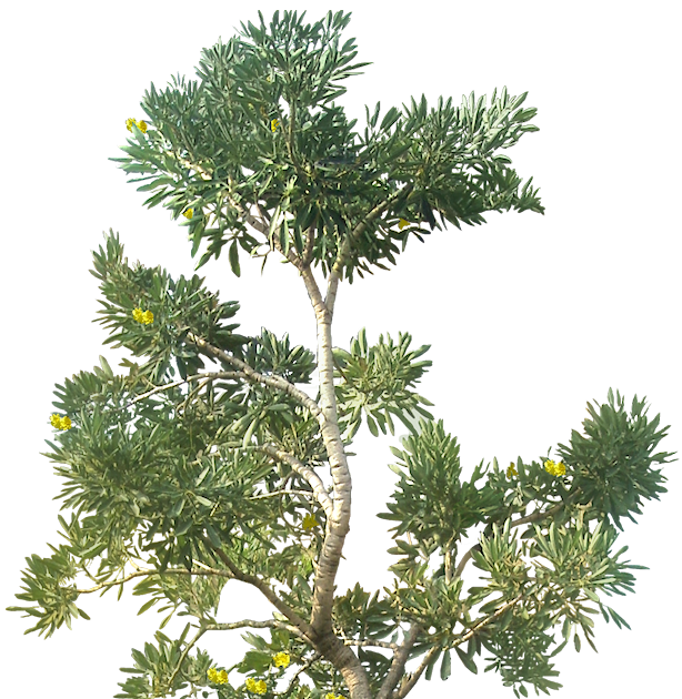 Tropical Plant Pictures: Tabebuia Aurea ( "Caribbean" Trumpet Tree )