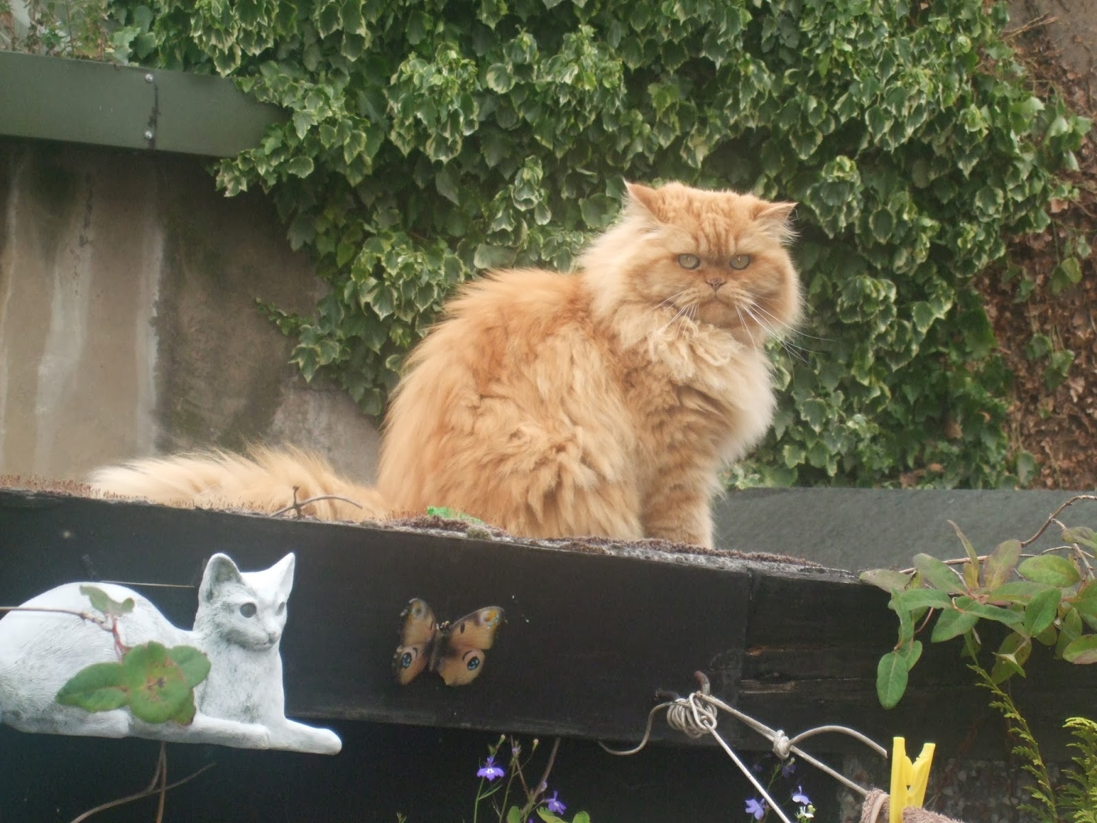 Angel Ginger Jasper: Our tribute : Farewell our beautiful sweet boy xxxxx